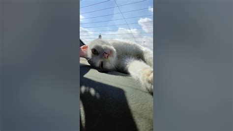 يا ابني ابوس ايدك ابوسها Youtube