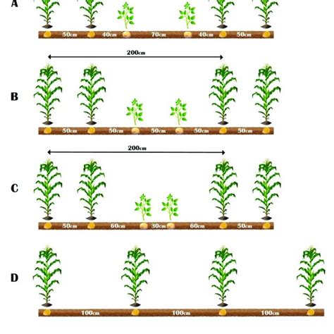Pdf Effect Of Row Spacing Under Maize Soybean Relay Intercropping