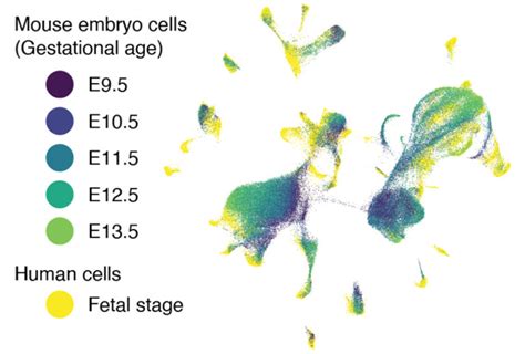 Atlas Pair Profiles Fetal Gene Expression Regulation In Single Cells