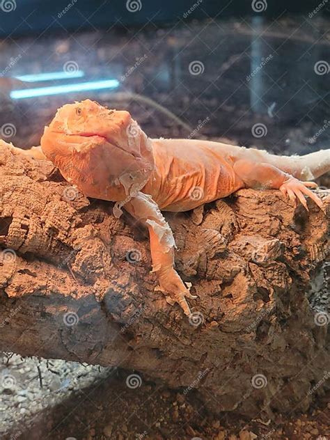 Silkback Silkie Bearded Dragon Lizard Scaleless Stock Image Image Of