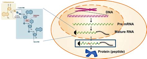 Messenger RNA Platform URPP Translational Cancer Research UZH