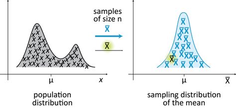 Solved What Effect Does The Sample Size Have On The Mean Of Chegg Com