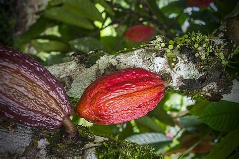 What Is Cacao The Cocoa Bean Worldatlas