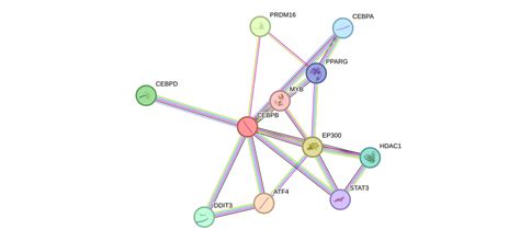 The Cebpb Gene And Its Putative Association With Human Ageing