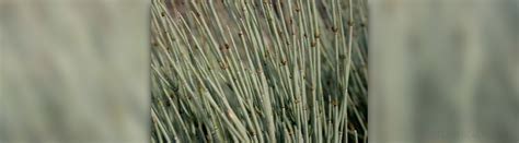 Ephedra Extract Facts General Center