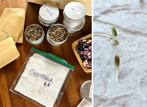Finch Folly Seed Viability And Germination Tests
