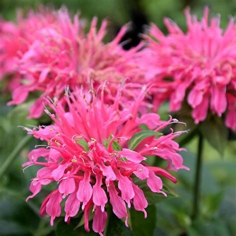 Bee Balm Coral Reef 1 Ted Lare Design And Build