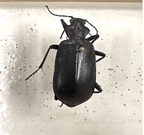 Biol413l Exam 2 Insects Flashcards Quizlet