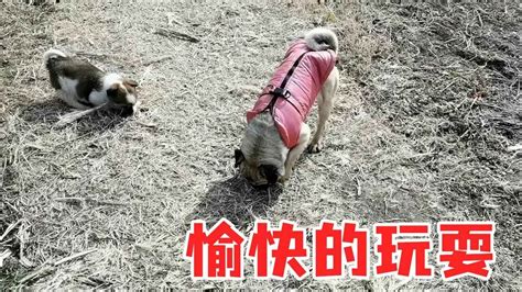带小狗狗出来玩，乐乐、小黑、小奶狗玩的不亦乐乎，太幸福了！【老五和流浪狗的故事】 Youtube