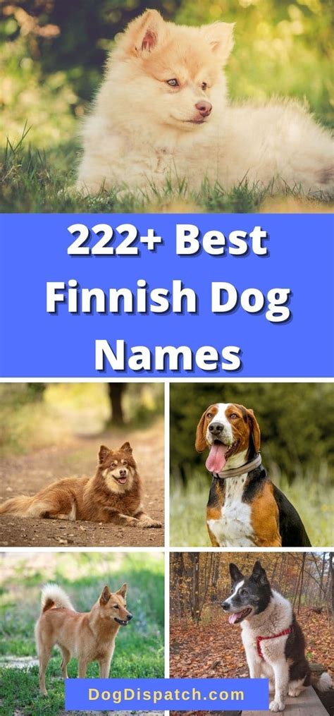 222 Best Finnish Dog Names 2022 Updated Dog Dispatch