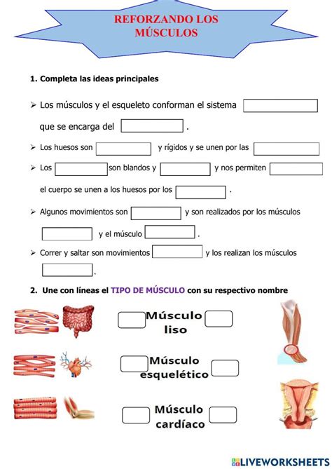 Tipos de músculos interactive worksheet Educación para la salud