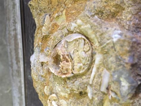 This Fossilized Egg I Found Still Has The Critter Inside R Mildlyinteresting