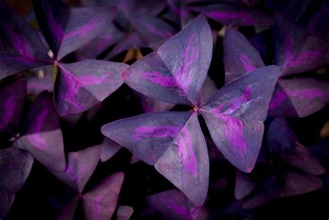 Why Is My Oxalis Drooping 3 Reasons Farmer Grows