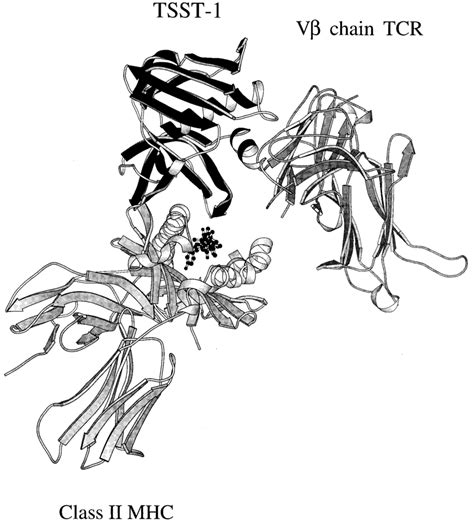 Ribbon Diagram Of The Modeled Structure Of The Mhc Class Ii Tsst 1 Tcr Download Scientific