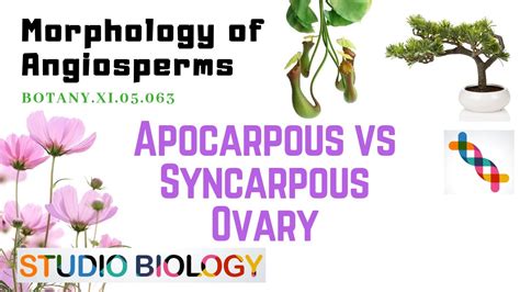 Botany Xi 05 063 Morphology Of Angiosperms Apocarpous Vs Syncarpous