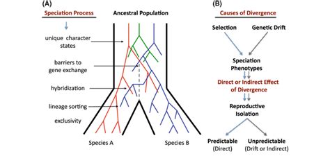 A A Conceptual Portrait Of The Life History Of Speciation Sensu Download Scientific Diagram
