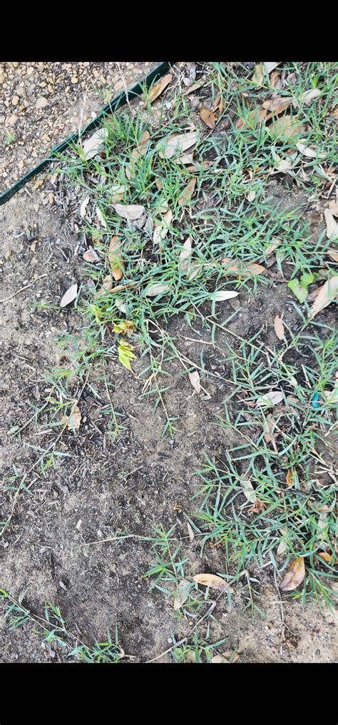 Is This Bermuda Grass And Are These Runners Rlawncare