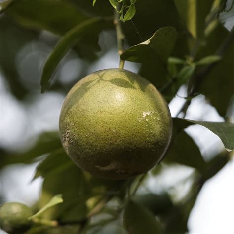 Green Mandarin Essential Oil Areme