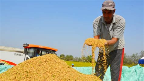 سعر طن الأرز الشعير اليوم الثلاثاء 7 1 2024 عريض ورفيع الحبة الوطن