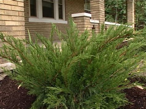 Groundwrx Juniper Mint Julep