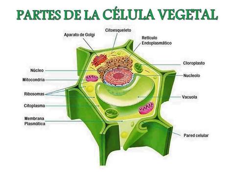 Cuales Son Las Cuatro Partes De La Celula Vegetal Brainly Lat