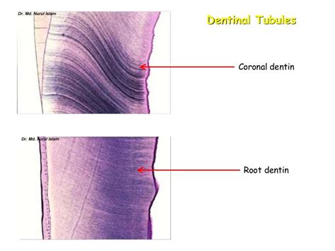 Pulp Dentin Complex