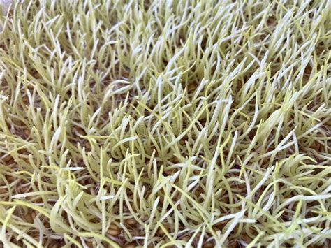 Close Up Of Cultivation Of Wheat Microgreens In Plastic Containers At