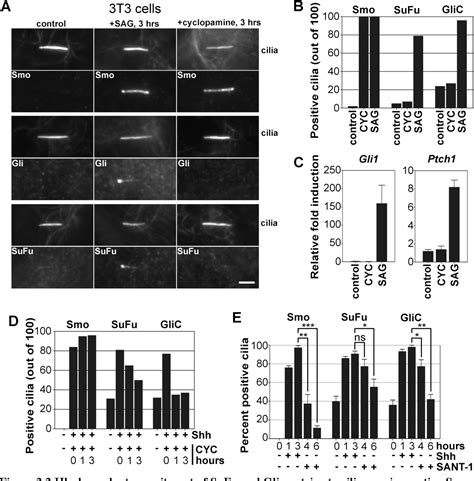 Figure 22 From Regulation Of Gli Proteins By The Hedgehog Signaling