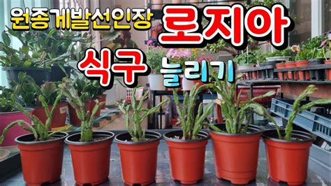 원종게발선인장 로지아 한포트로 여러개의 화분 만들기 ~원종게발선인장 로지아 게발선인장 개체수 늘리기 Youtube