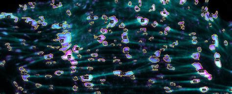 Imagej Workshop January 9 2024 Advanced Light Microscopy Facility