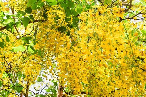 1 Golden Shower Tree Aka Amaltas Seeds Genuine Herb Seeds For Your Home