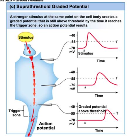 Physiology Flashcards Quizlet
