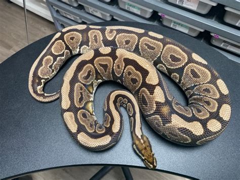Spotnose Ball Python By Redstrom Reptiles