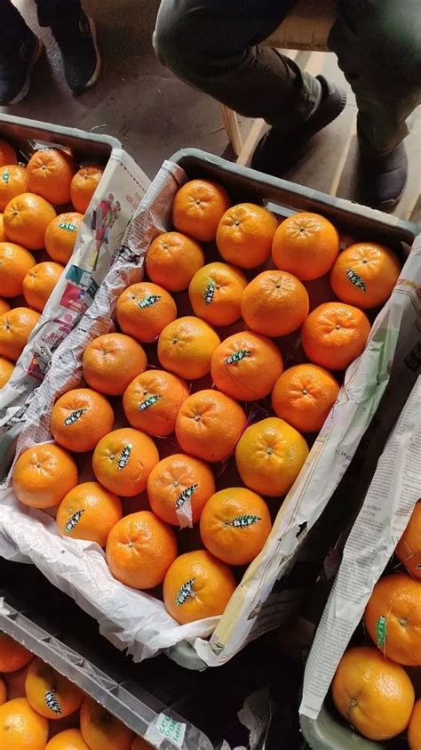 A Grade Pan India Oranges Packaging Size Kg Packaging Type Carton At Rs Kg In Faridabad