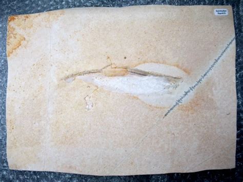 Jurassic Solnhofen Squid 6 Fossils For Sale