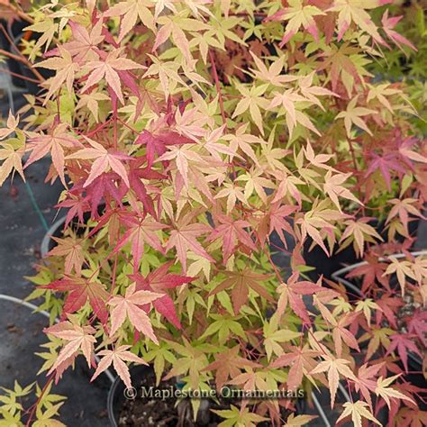 Ryusen Maplestone Ornamentals