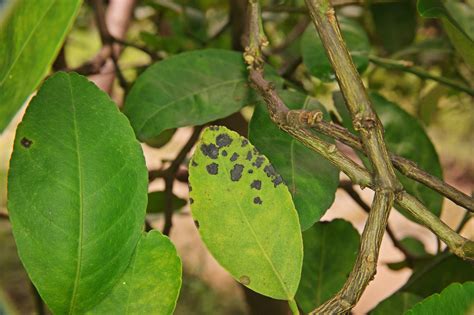 Citrus Diseases Citrus Tree Diseases And Treatment