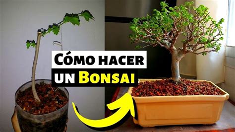 Cómo Hacer Un Bonsai Desde Cero Bonsai Paso A Paso Youtube
