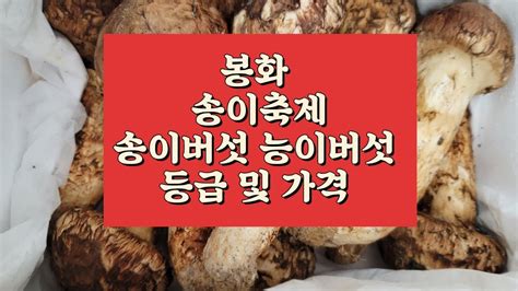 경북 봉화 송이축제 9월 21일 ~24일 송이버섯축제 능이바섯 Youtube