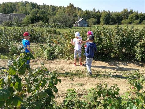 Pramoga Gimtadienis Avietesjums Lt