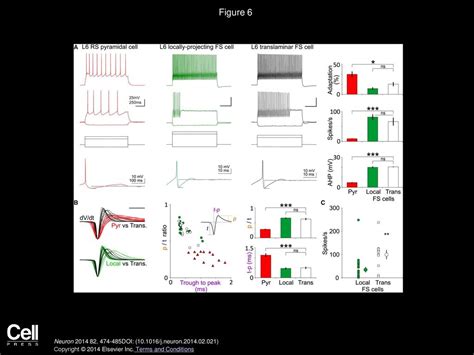 Dante S Bortone Shawn R Olsen Massimo Scanziani Neuron Ppt Download