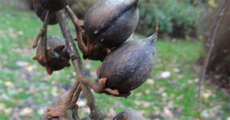 Oog Voor De Natuur Vruchten Van De Anna Paulownaboom Zie Ook 24