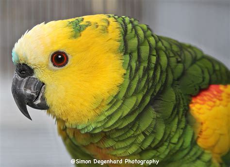 Species Selection Part Ii