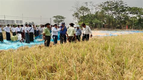 တွံတေးမြို့နယ်၌ တိုက်ရိုက်မျိုးစေ့ချကိရိယာ Seeder ဖြင့် စိုက်ပျိုးထားရ
