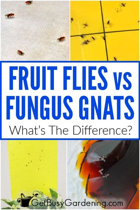 Fungus Gnats Vs Fruit Flies Whats The Difference Get Busy Gardening