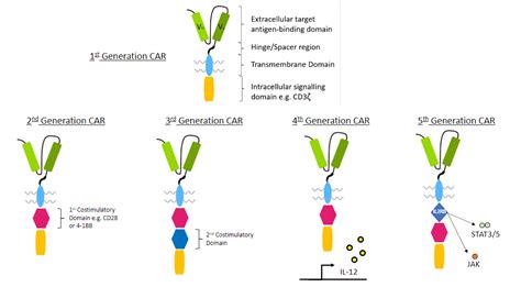 Chimeric Antigen Receptors And Improvement Type Inventions Kilburn And Strode