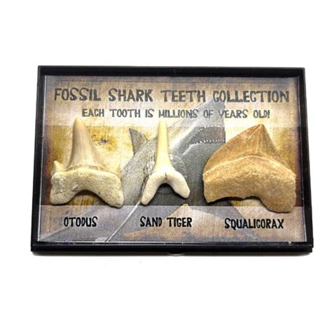 Fossil Shark Teeth Collection Jurassic Jacks Fossil Shack