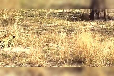 聪明地狮子跟随疣猪到洞穴，等待捕捉猎物，狮子对疣猪 狮子 洞穴 猎物