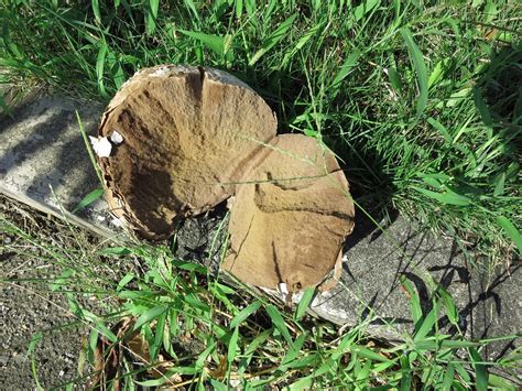 オニフスベ（巨大なキノコ） あるくのブログ