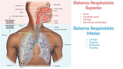 SOLUTION Aula 9 Sistema Respirat Rio Anatomia Studypool